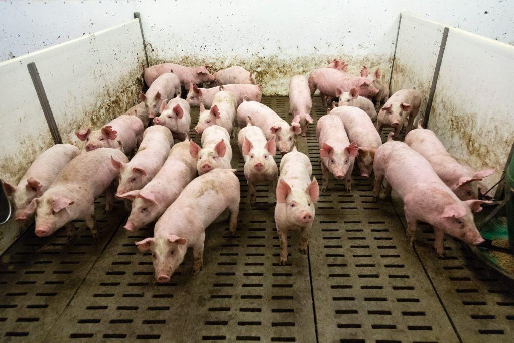 Swine research program, University of Guelph Research Barn, Ontario ...