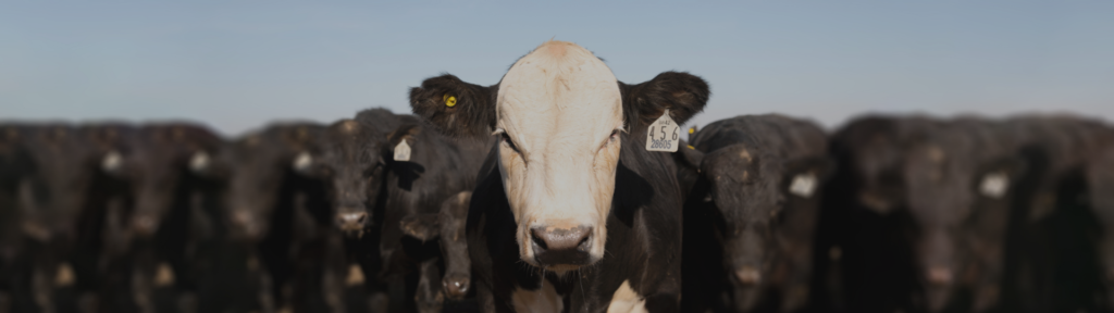 Animal health and Sustainability: A Global Data Analysis - HealthforAnimals